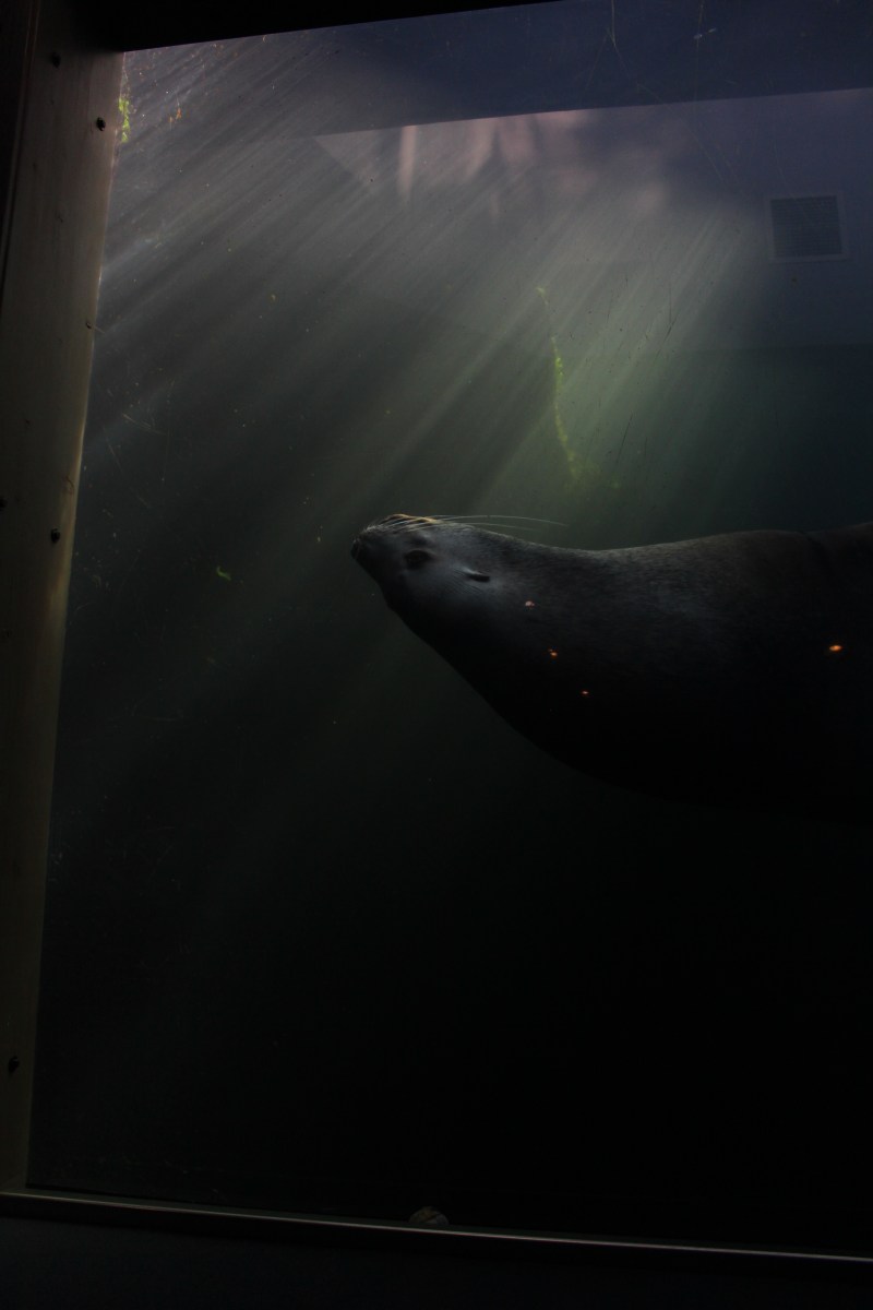 A Nocturne with the Sea – Living an Unfinished Adventure